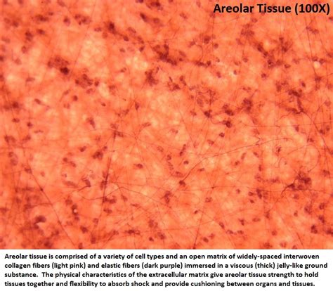 Areolar Loose Connective Tissue Function