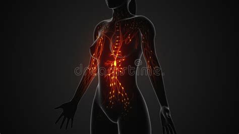 Female Lymph Nodes Anatomy With Internal Organs For Medical Concept 3d Rendering Stock