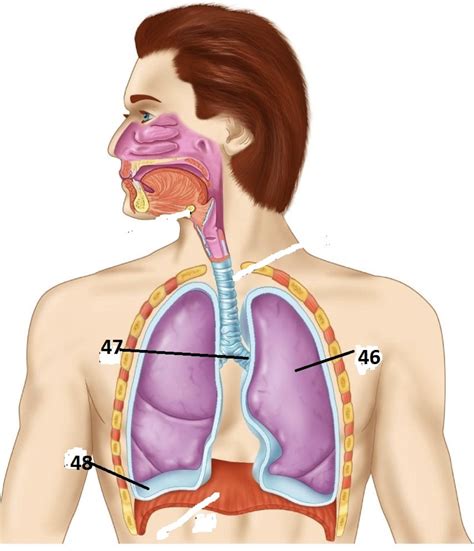 Respiratory System Diagram Quizlet Respiratory System Diagram Quizlet