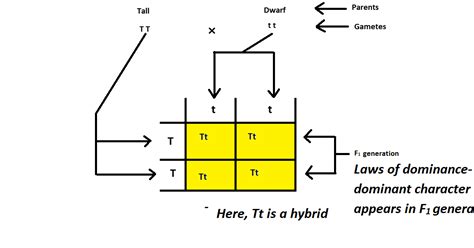 inheritance of one gene monohybrid cross mendel s laws laws of
