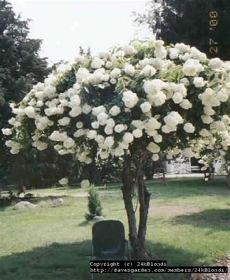 Plantfiles Pictures Panicle Hydrangea Tree Hydrangea Grandiflora