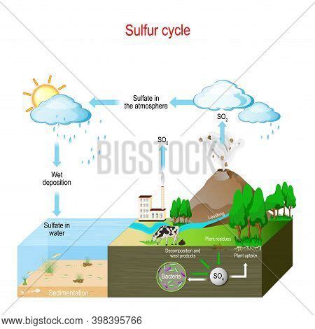 Sulfur Cycle Vector Photo Free Trial Bigstock