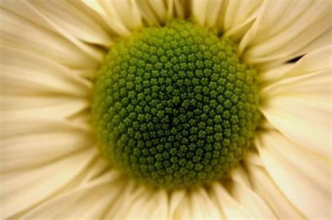 The Fibonacci Sequence As Seen In Flowers Gallery By Environmental