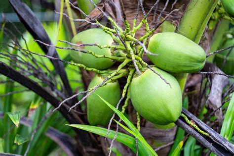 코코넛 나무 코코스 누시 페라 야자수 가족 Arecaceae 및 코코스 속의 유일한 살아있는 종의 구성원입니다 0명에 대한 스톡