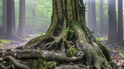 Download Wallpaper 1920x1080 Tree Roots Trunk Moss Forest Full Hd Hdtv Fhd 1080p Hd