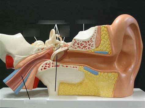EAR Diagram Quizlet