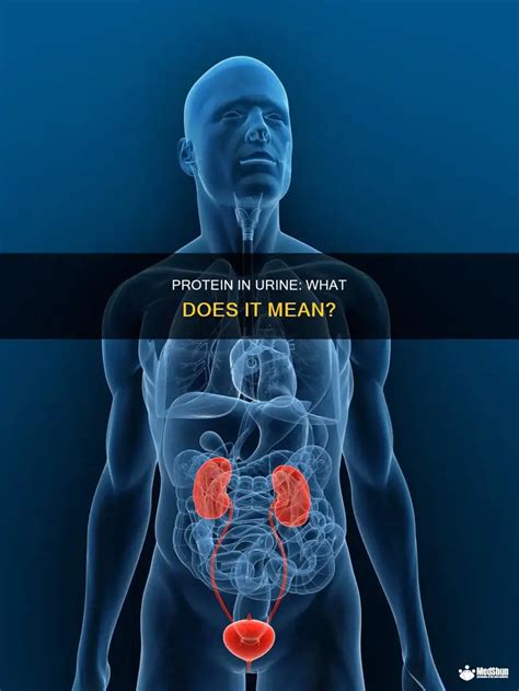 Protein In Urine What Does It Mean Medshun