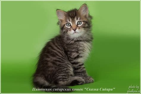 Сибирские котята - питомник Сказка Сибири