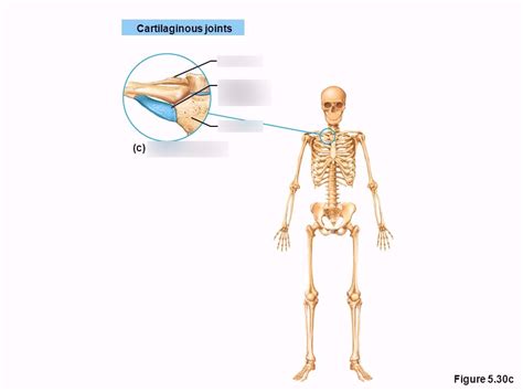 Cartilaginous Joints Synchondrosis Diagram Quizlet