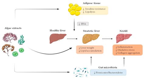 Effects Of Microalgae And Macroalgae Extracts On Metabolic Alterations Download Scientific