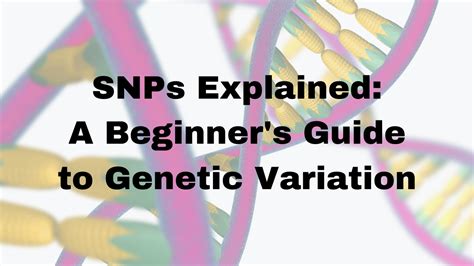 Snps Explained A Beginners Guide To Genetic Variation