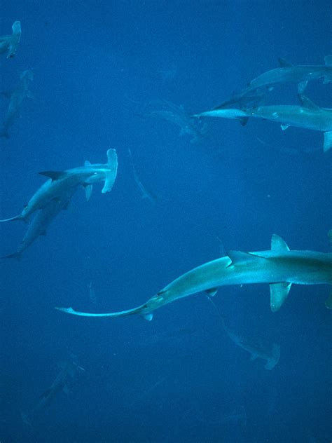 Hammerhead Shark Habitat Shark Species Id Great Hammerhead Shark By