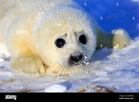 Harp Seal Pagophilus Groenlandicus Pup Pack Ice Magdalen Islands