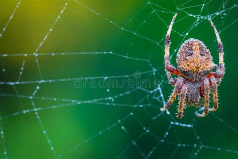 Tangled Naked Man Trapped In A Huge Spider Web Stock Image Image Of