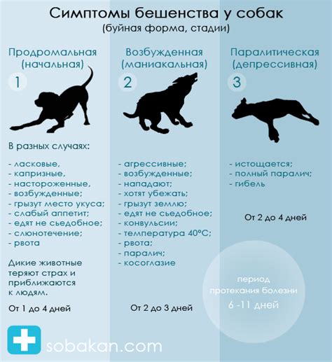 Бешенство у собак – симптомы и профилактика