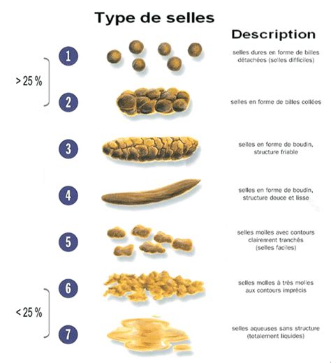 Les Causes Des Selles Molles Alimentation Et Santé Selles Selles Molles