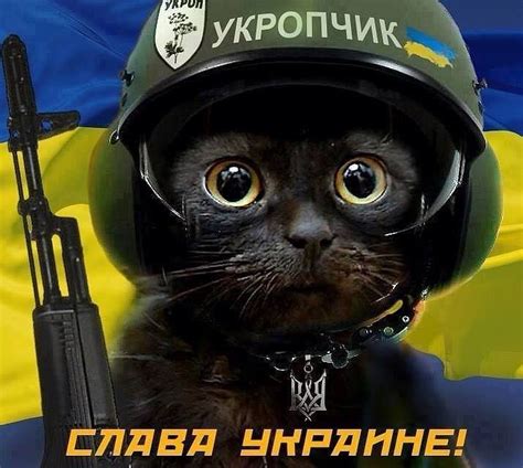 Кот-укропчик