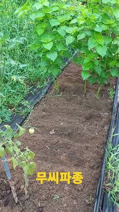 무 씨앗 뿌리기 Youtube