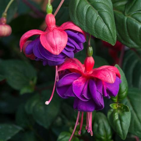 Fuchsia Trailing Dark Eyes Tray Of 84 Large Plug Plants