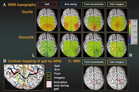 An Example Of Cortical Activation Patterns Assessed By Nirs Topography Download Scientific
