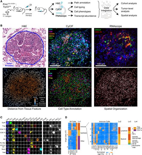 Lymphocyte Networks Are Dynamic Cellular Communities In The Immunoregulatory Landscape Of Lung