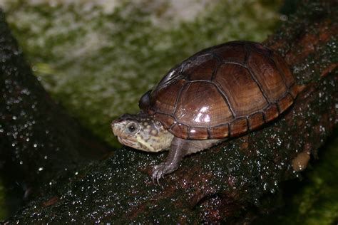 [300 ] Turtle Backgrounds