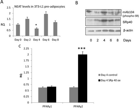 Long Non Coding Rna Neat1 Associates With Srp40 To Temporally Regulate Pparγ2 Splicing During