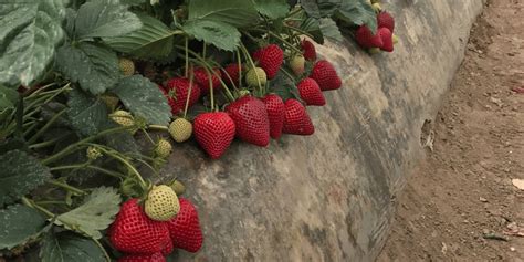 Breakthrough Strawberry Varieties Elevating Yields And Flavor
