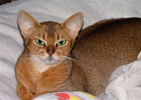 Abyssinian Cat Coat At Skye Fishbourne Blog