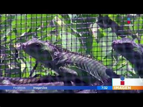 Tamales De Iguana ¿se Te Antojan