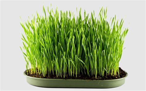 معرفی ۷ مدل سبزه برای سفره هفت‌سین