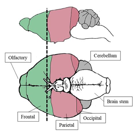 Anterior Green And Posterior Pink Brain Cortex Partition As Download Scientific Diagram