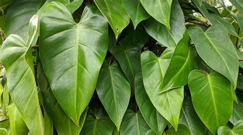 30 Stunning Types Of Philodendron Varieties To Grow Indoor Pics Care Tips