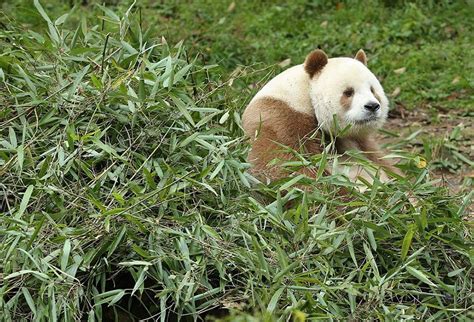 Meet Qizai The Worlds Only Brown Panda Alive Who Was Abandoned By