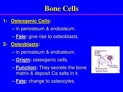 Cartilage Cartilage Is A Specialized Type Of C T With A Rigid Matrix