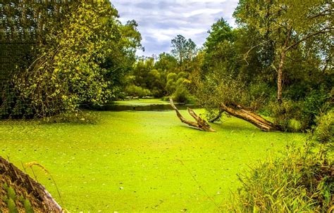 Ecosistema De Agua Dulce Características Flora Fauna Ejemplos