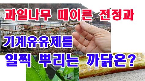 과일나무 때이른 전정과 기계유유제 일찍 뿌리는 까닭은 과수 병해충 피해와 과수 병해충 방제갈색날개매매충매매충 피해상황