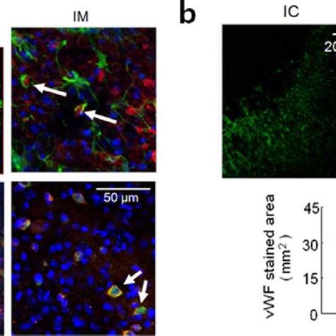Immunological Staining Of Rat Brains To Evaluate Differentiation Of