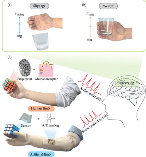 Highly Selective Biomimetic Flexible Tactile Sensor For Neuroprosthetics Research
