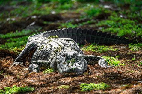 2023 Guide To Everglades National Park Best Things To Do And See