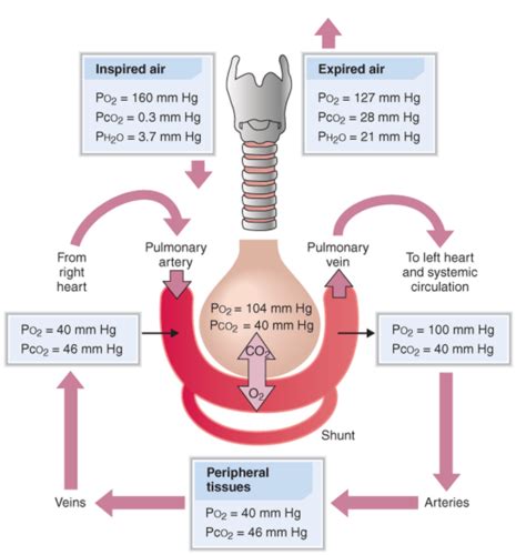 Disorders Of Pulmonary Diffusion And Restrictive Lung Disease