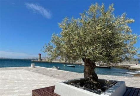 Коли в Роми був день народження він мав бути зі мною Така була домовленість Ліля звичайно