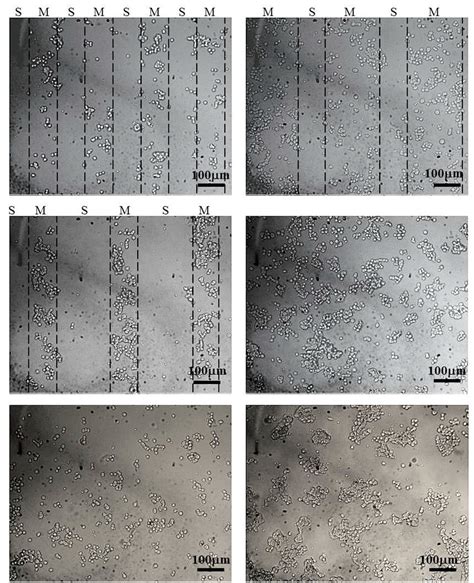Micrographs Of The Cell Arrangement Patterns On A Si Substrate A A Download Scientific
