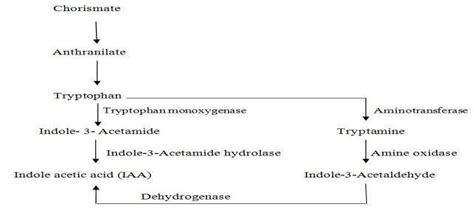 Iaa Synthesis By Tryptophan Dependent Pathway Download Scientific