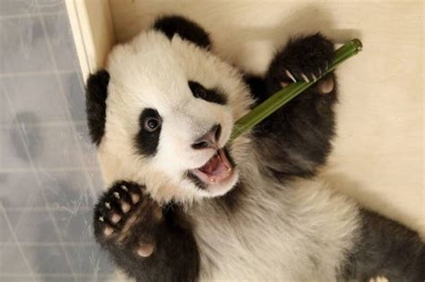 Importando Arquivo Csv Com Pandas By Inaiah Canário Medium