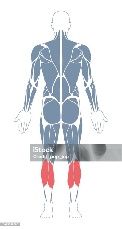 근육계 인체 남성 해부학 Athletyc 피트니스 Trainig 체육관 운동 벡터 일러스트 레이 션 뒷모습 종아리 근육 근육에 대한 스톡 벡터 아트 및 기타 이미지 Istock