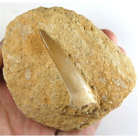 Plesiosaurio Diente Zafarasaura Oceanis 5 Cm Catawiki