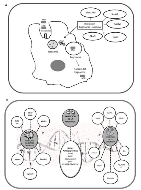 Estructura Celular De Las Micobacterias