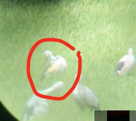 32 Questions With Answers In Bird Taxonomy Science Topic