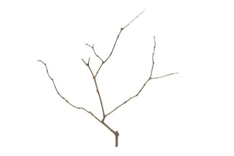 Premium Photo Tree Branch Without Leaves Isolated On White Background